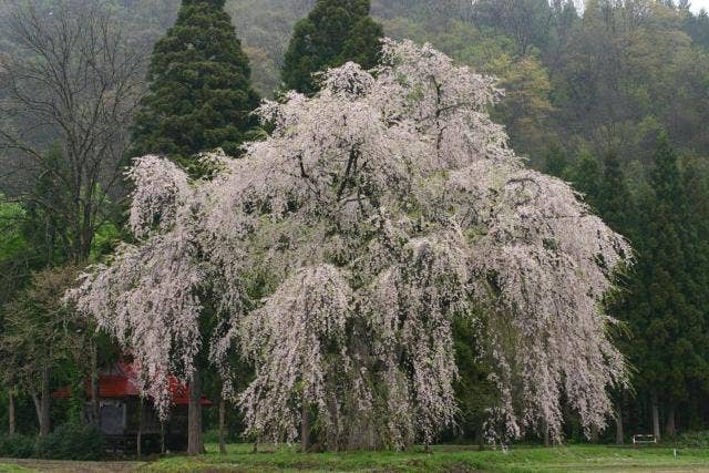 Weeping cherry tree / Akita Prefecture -【JAPAN 47 GO】