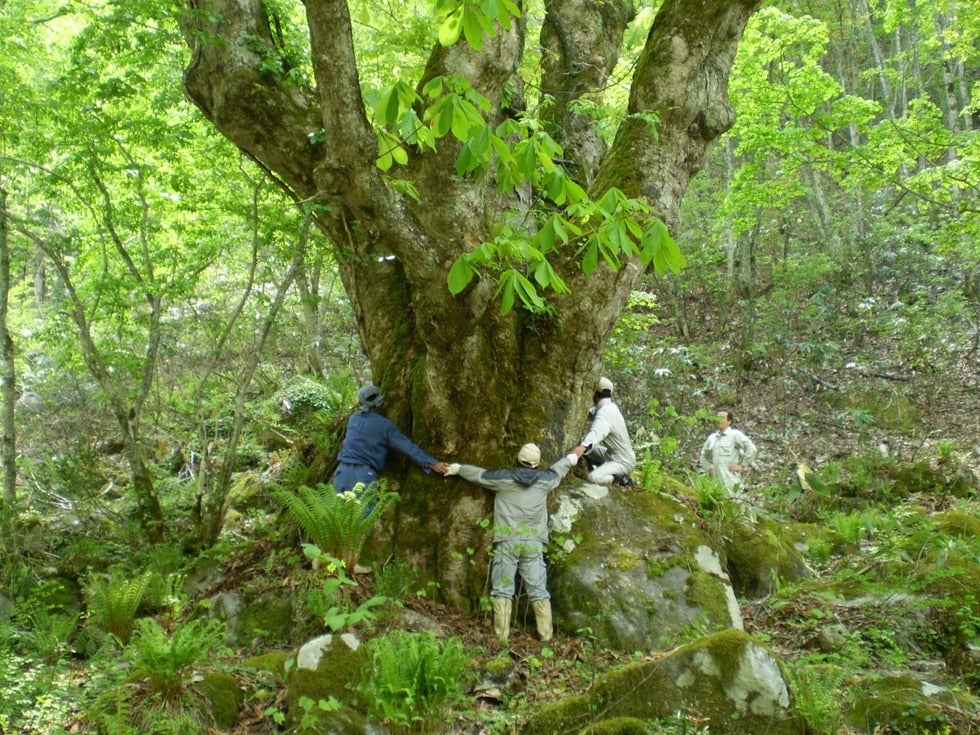 The giant tree of Shogawa Shichifuku Tochi / Gifu Prefecture -【JAPAN 47 GO】