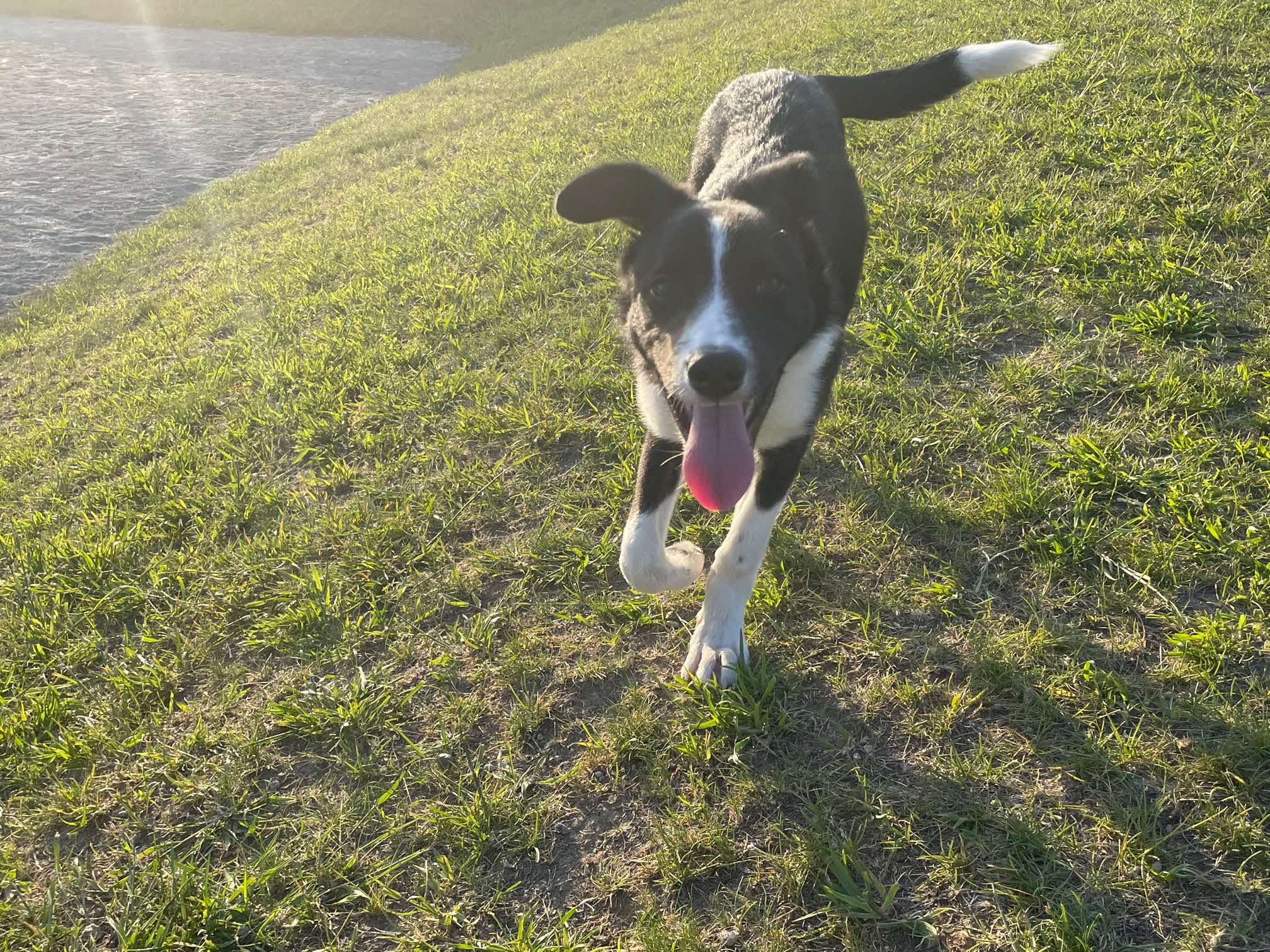 Rose Garden Chippebetsu Dog Run / Hokkaido Prefecture -【JAPAN 47 GO】