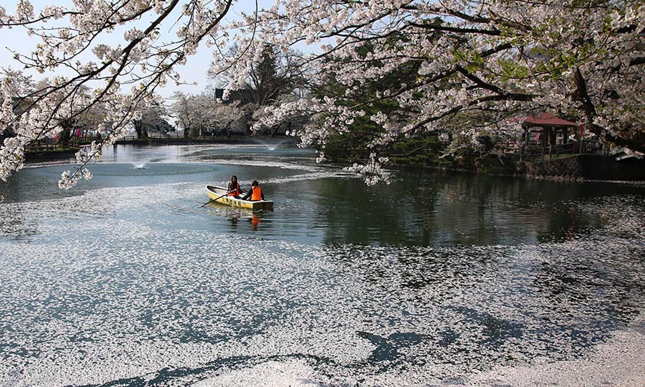 Cherry blossoms at Shinjin Park / Akita Prefecture -【JAPAN 47 GO】